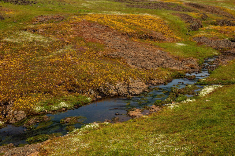 California Native Grasses - Apollo Wood Products